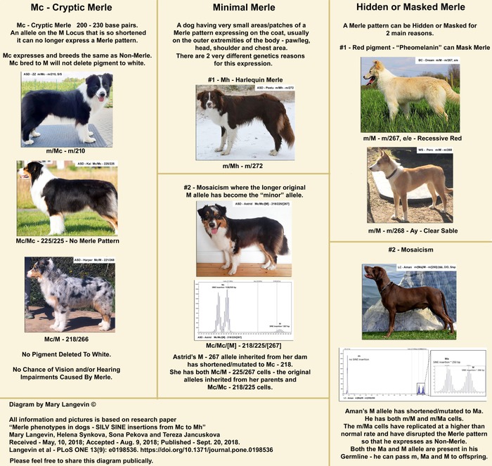 Educational Charts And Diagrams :: Merle-sine-insertion-from-mc-mh